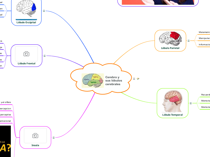 Cerebro y sus lóbulos cerebrales - Mind Map